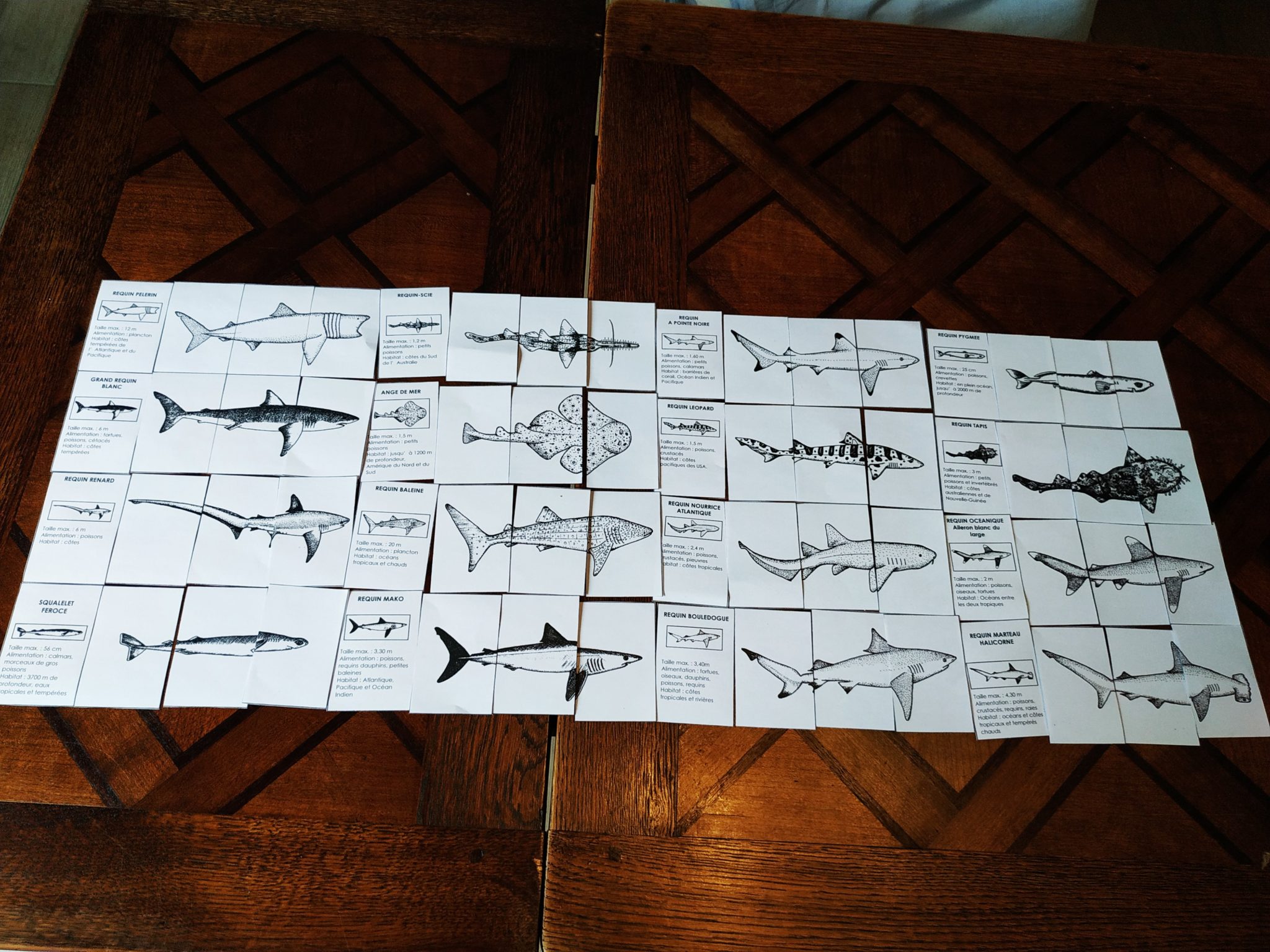 Requins - Carpediem Education